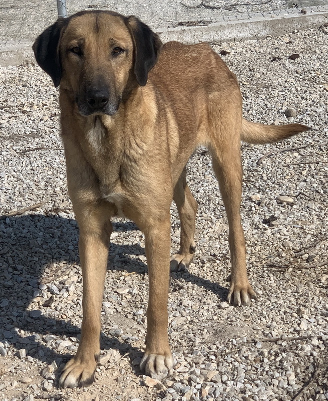 Sheryl – geb. 01/2017 – Hundegarten Serres