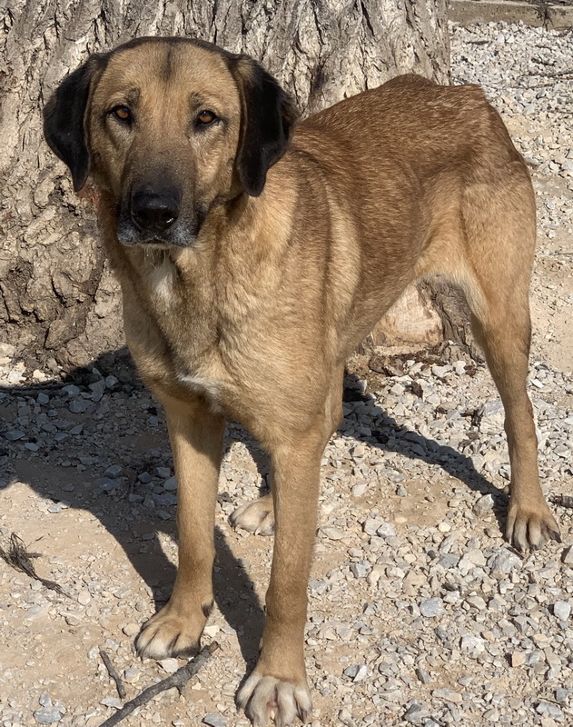 Sheryl – geb. 01/2017 – Hundegarten Serres