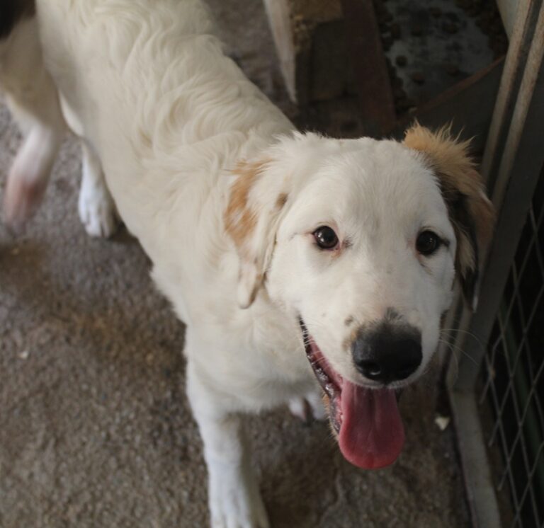 Kembro – geb. ca. 04/2025 – Hundegarten Serres