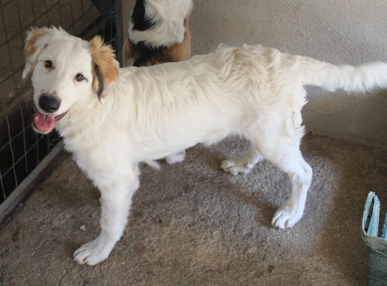 Kembro – geb. ca. 04/2025 – Hundegarten Serres